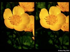 Royal Couple | Buttercups, Hostas, Soundtrack – brianmay.com