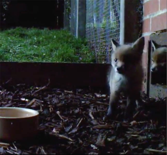 Our little family of fox cubs - brianmay.com