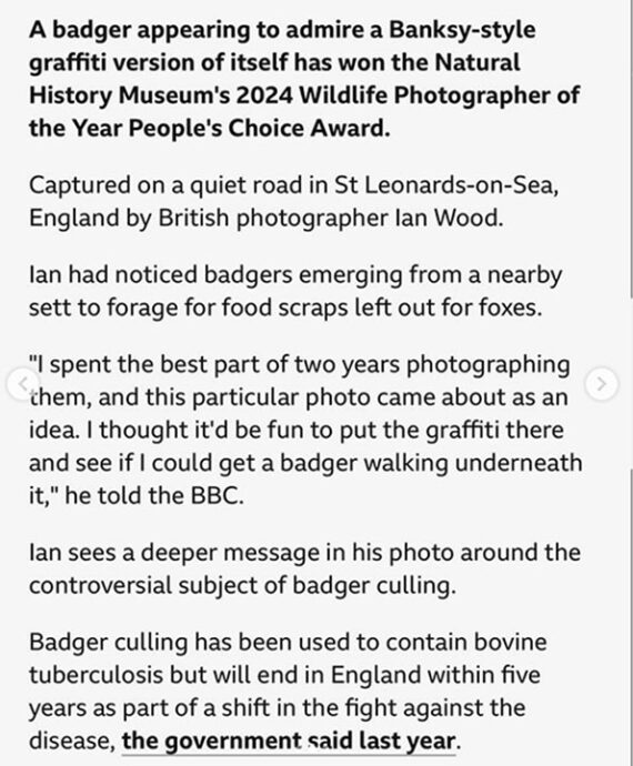 Badger admiring Banksy-style badger image – brianmay.com